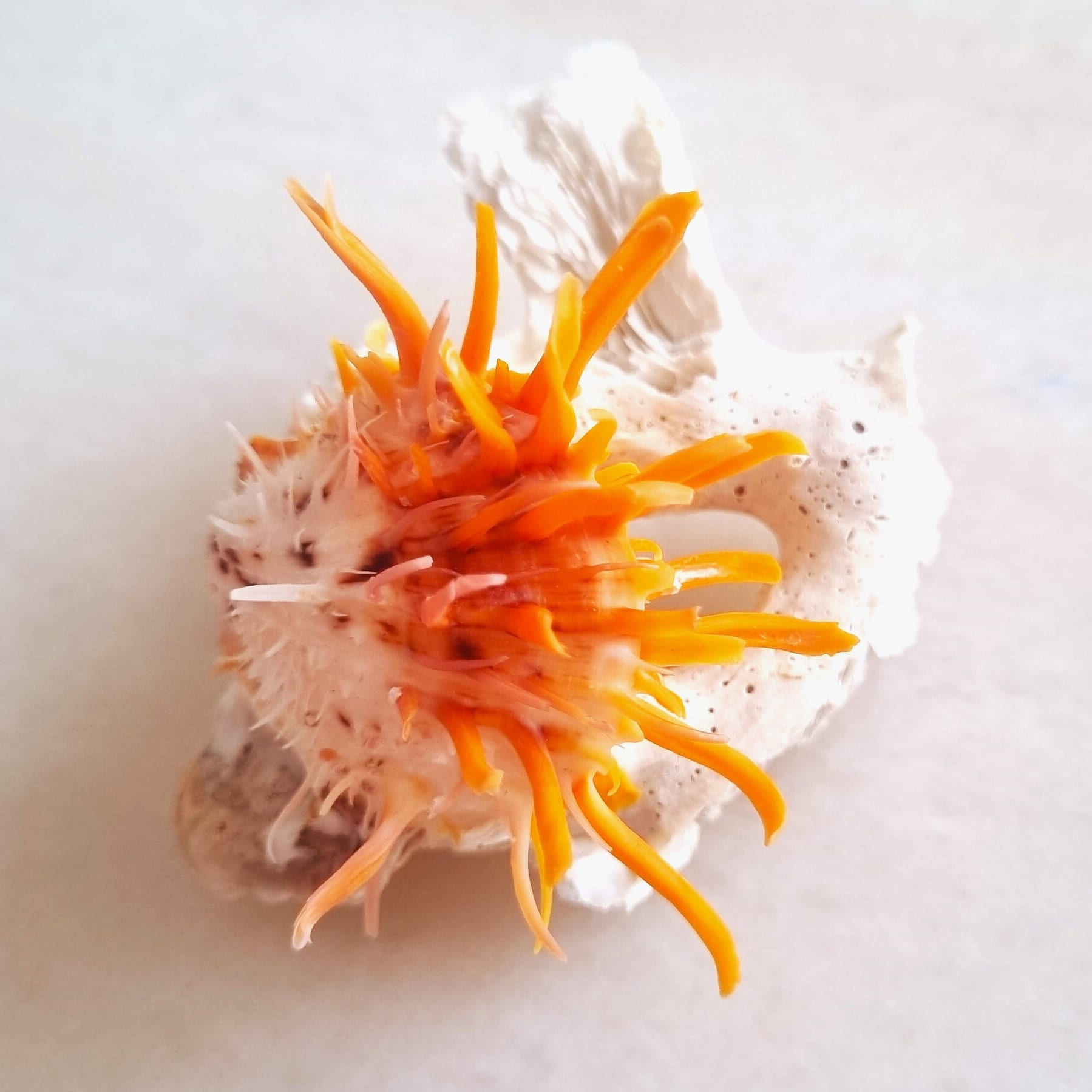 Seashell Spondylus Versicolor | Spondylidae | Thorny Oyster | Natural ...