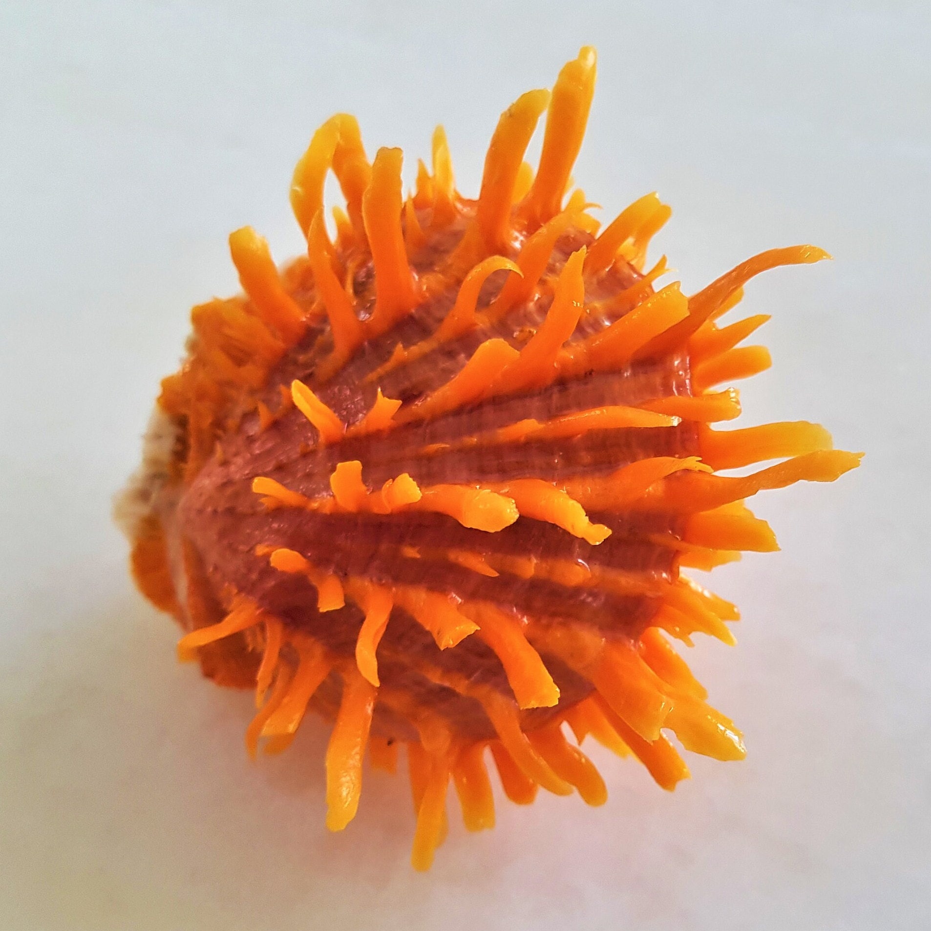 Seashell Spondylus Aurantius Spondylidae Thorny Oyster - Etsy