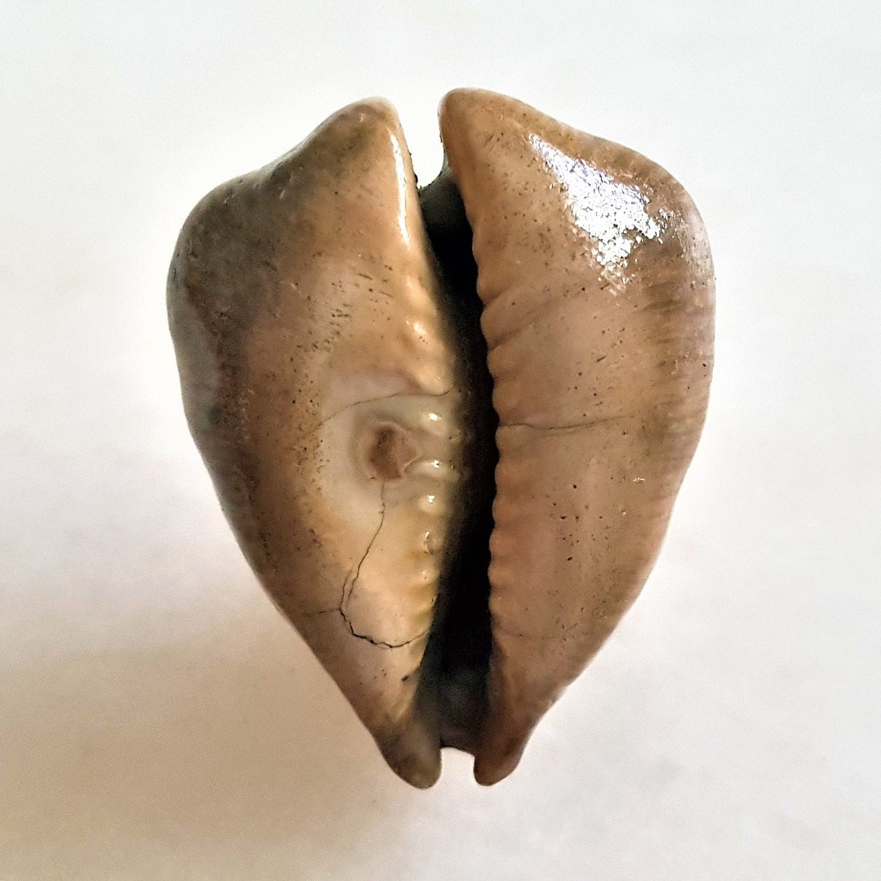 Seashell Fossil Cypraea Barycypraea Ovata Caputviperae | Cypraeidae ...