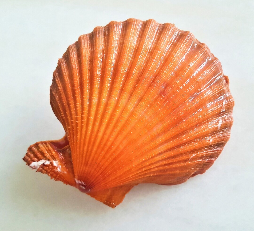 Seashell Pecten Mimachlamys Australis Pectinidae Exceptional Aesthetic ...