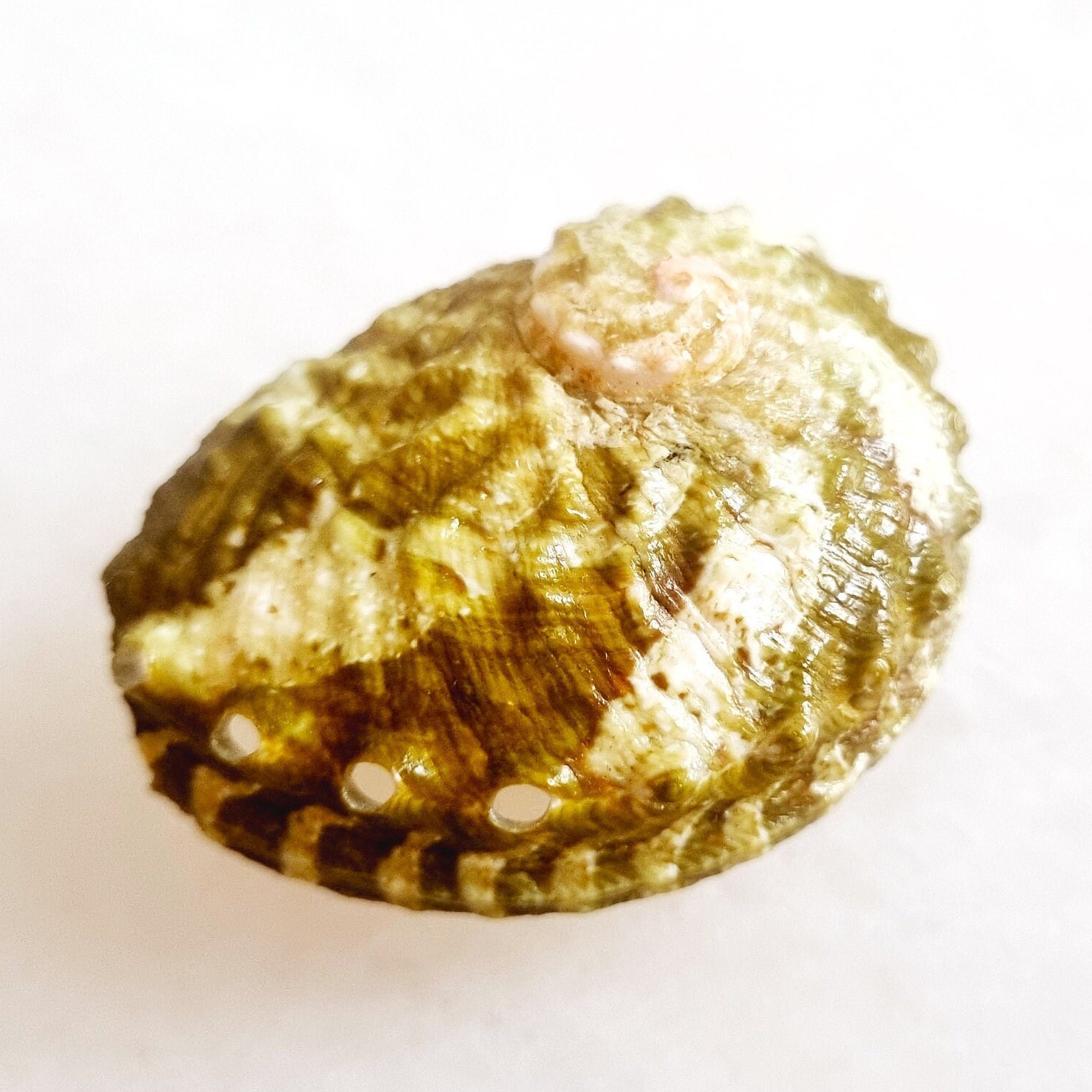 Seashell Haliotis Ovina Haliotidae Sheep's Ear Abalone Aesthetic Shell ...