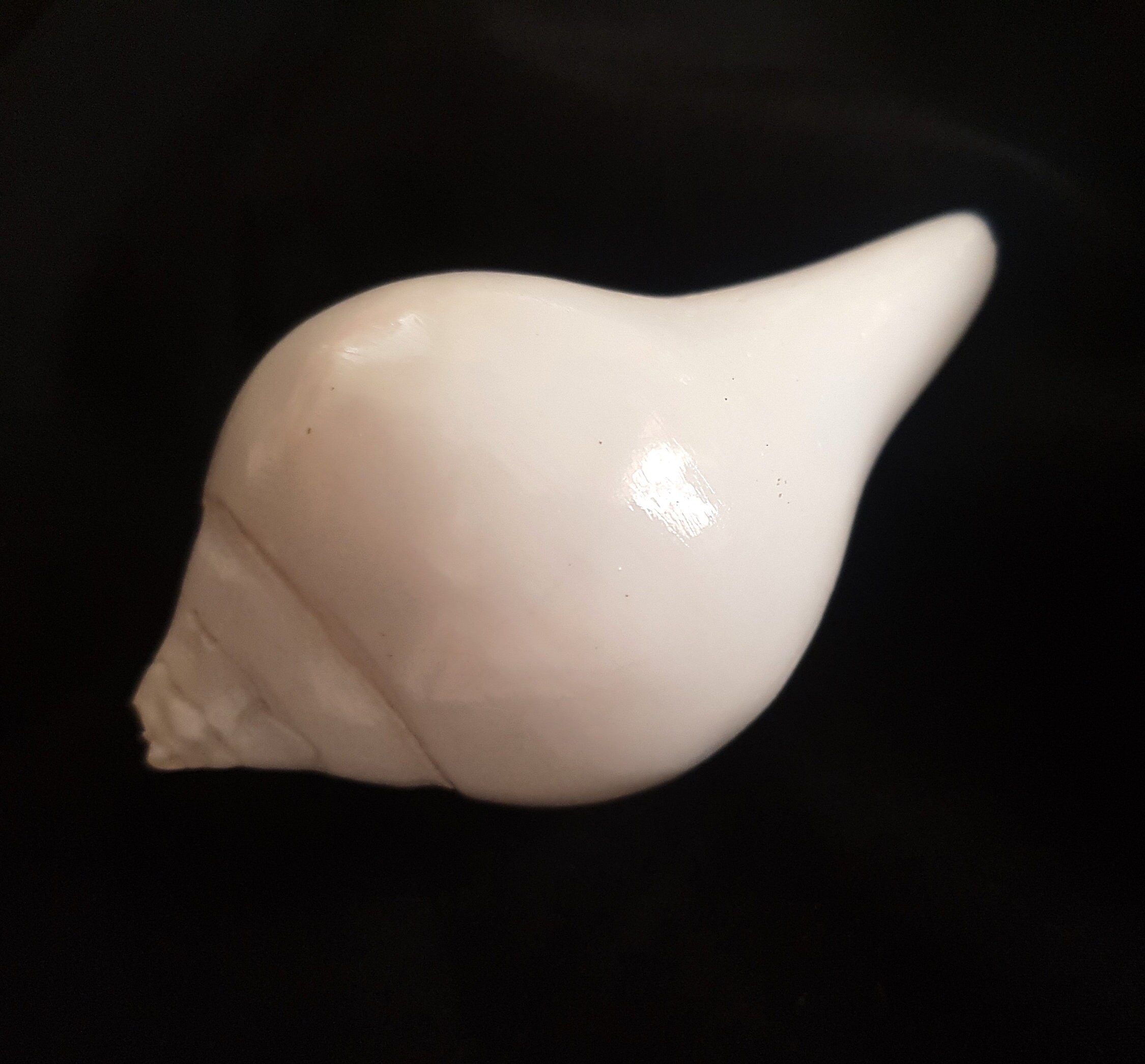Seashell Sacred Chank Shankha Mini Divine Conch Shell - Etsy