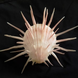 Seashell Spondylus Imperialis | Spondylidae | Imperial Thorny Oyster ...