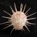 Seashell Spondylus Imperialis Spondylidae Imperial Thorny Oyster ...