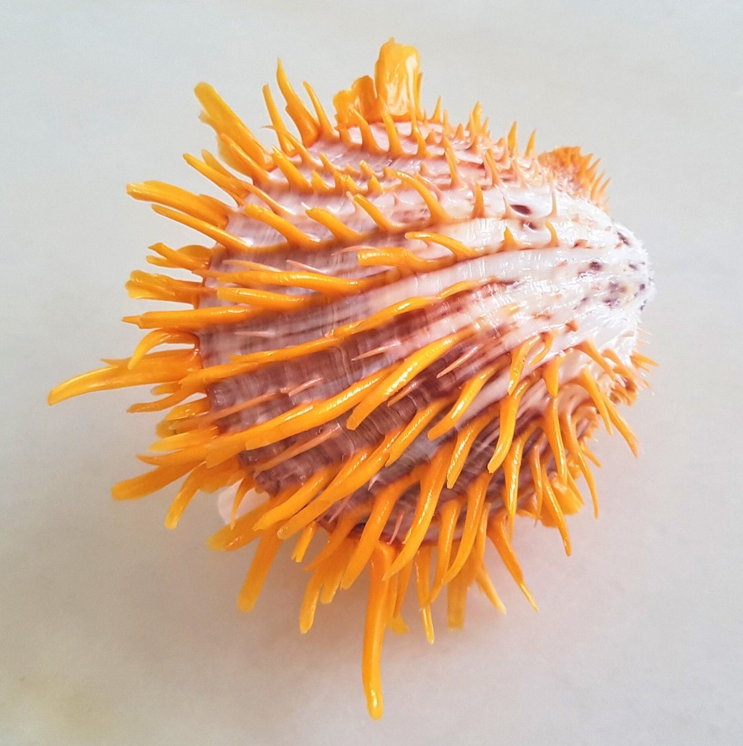 Seashell Spondylus Versicolor | Spondylidae | Thorny Oyster | Natural ...
