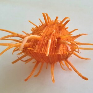 Seashell Spondylus Regius Spondylidae Regal Thorny Oyster Natural ...