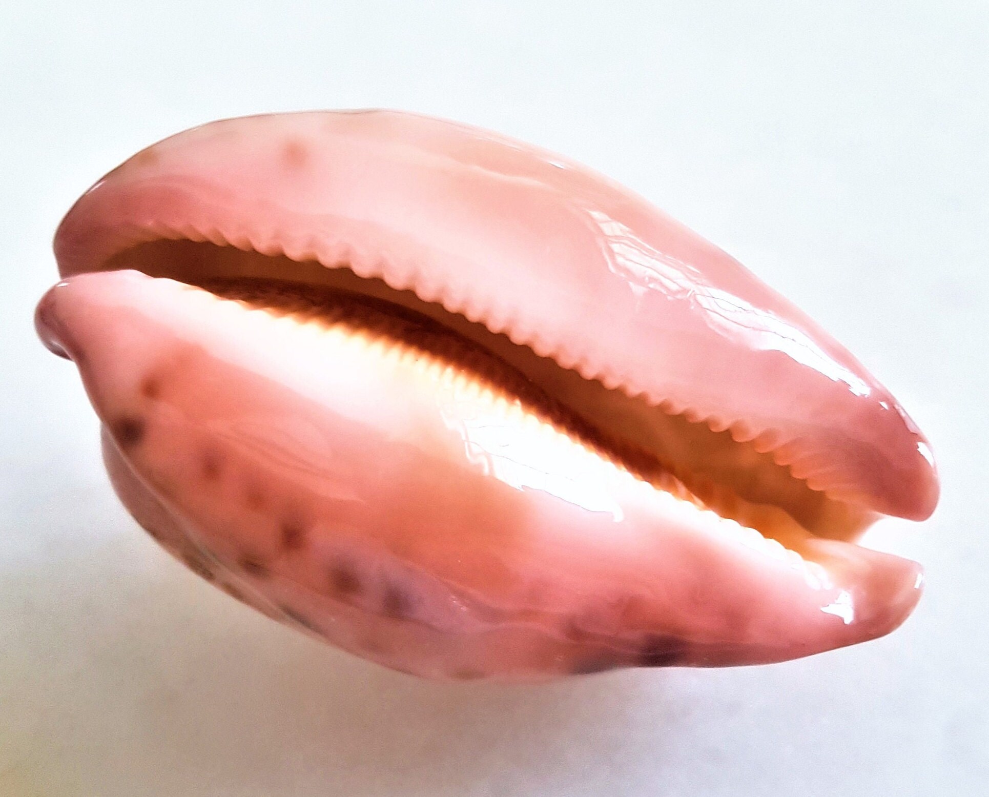 Seashell Cypraea mappa mappa Cypraeidae Map Cowrie - Etsy Portugal