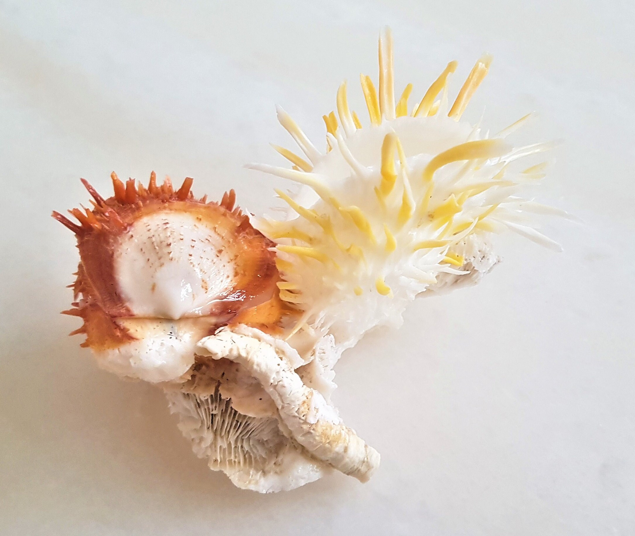 Seashell Spondylus Echinatus Zonalis & Fauroti Spondylidae Thorny ...