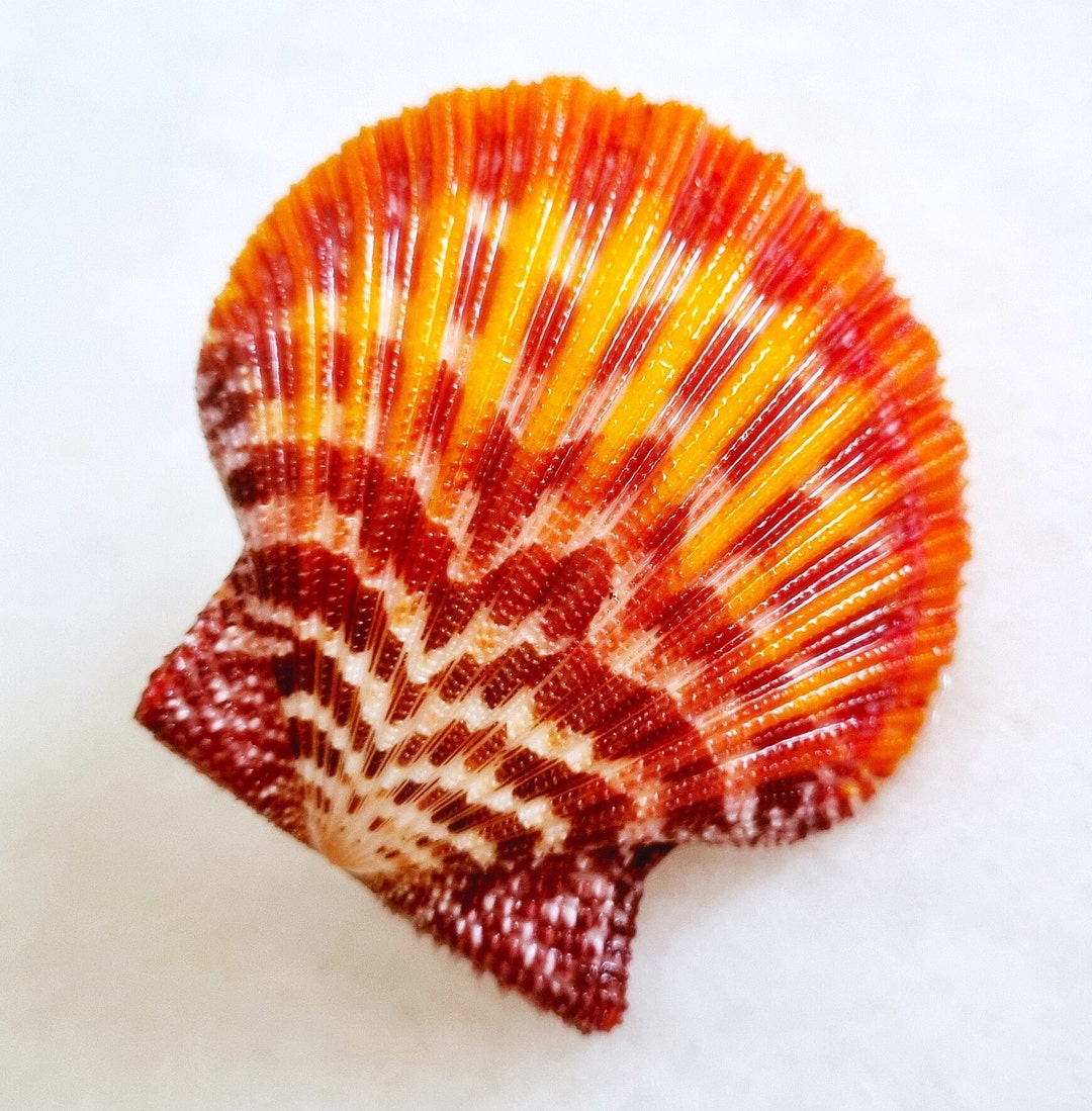 Seashell Pecten Pallium | Pectinidae | Royal Cloak Scallop | Extremely ...