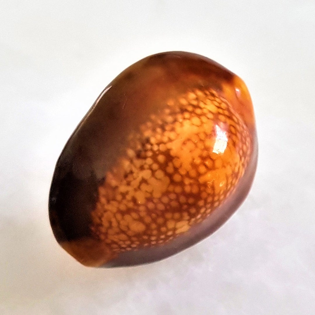 Seashell Cypraea Caputserpentis Cypraeidae Snake Head Cowrie Aesthetic ...