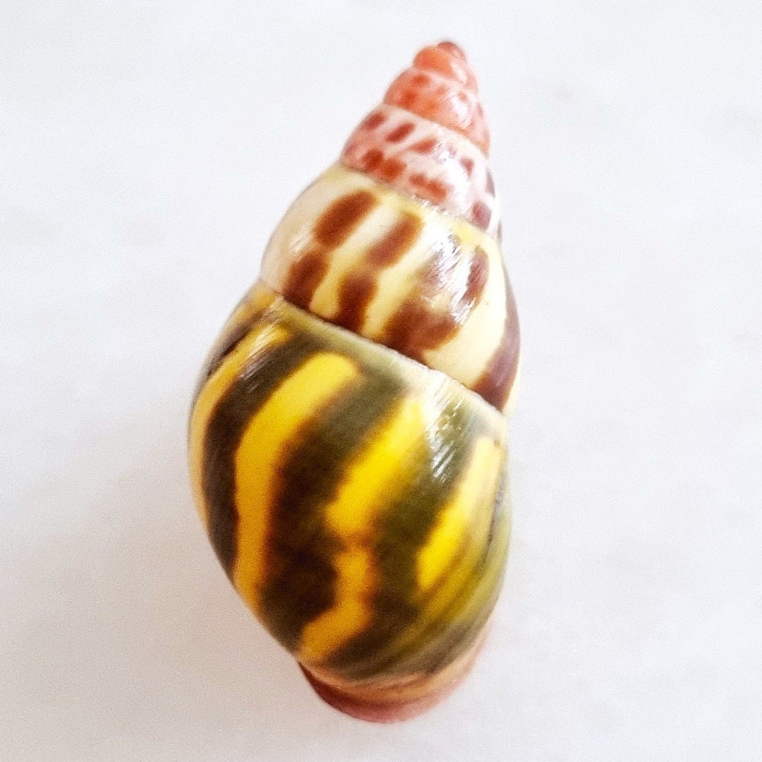 Landsnail Amphidromus Latestrigatus Sumbaensis | Indonesian Endemic ...