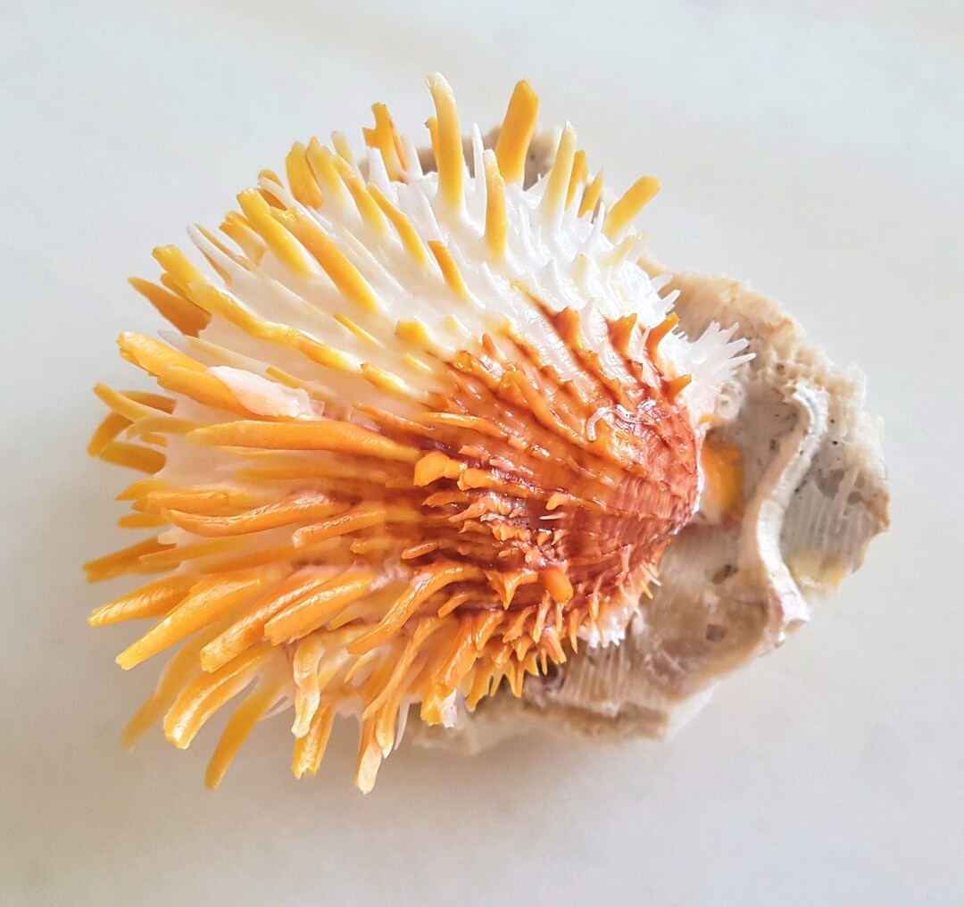 Seashell Spondylus Varius Spondylus Varians Spondylidae - Etsy