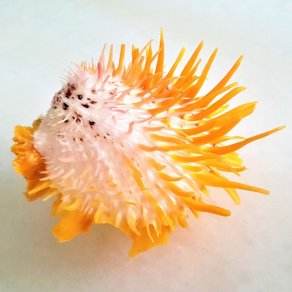 Seashell Spondylus Echinatus Zonalis Spondylidae Thorny Oyster Shell - Etsy