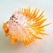 Seashell Spondylus Echinatus Zonalis Spondylidae Thorny Oyster Shell - Etsy