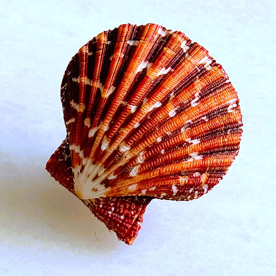 Seashell Pecten Pallium | Pectinidae | Royal Cloak Scallop | Scarlet ...