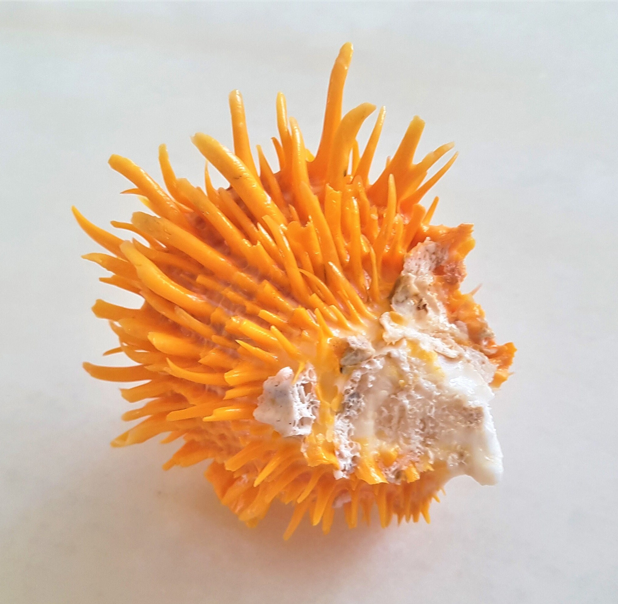 Seashell Spondylus Versicolor | Spondylidae | Thorny Oyster | Natural ...