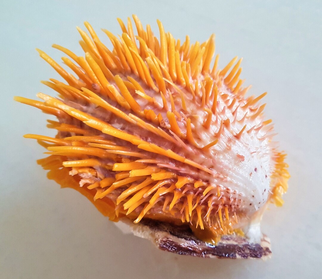 Seashell Spondylus Versicolor Spondylidae Thorny Oyster Natural History ...