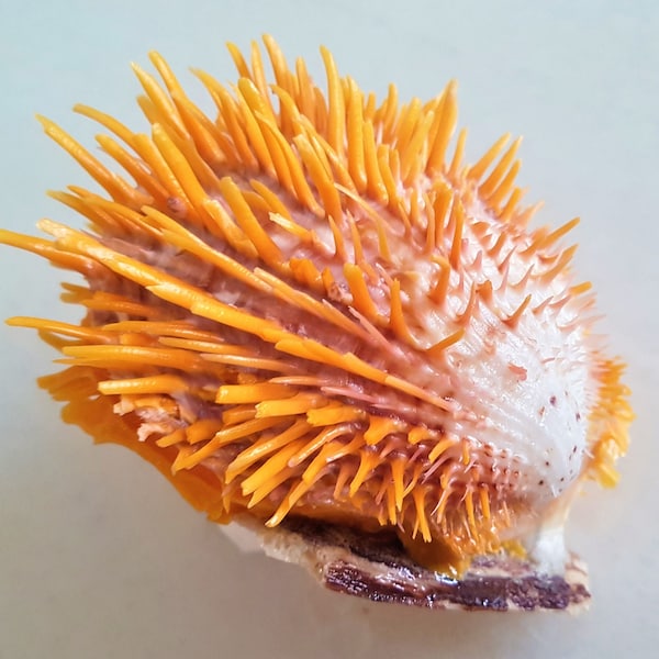 Spondylus - Etsy