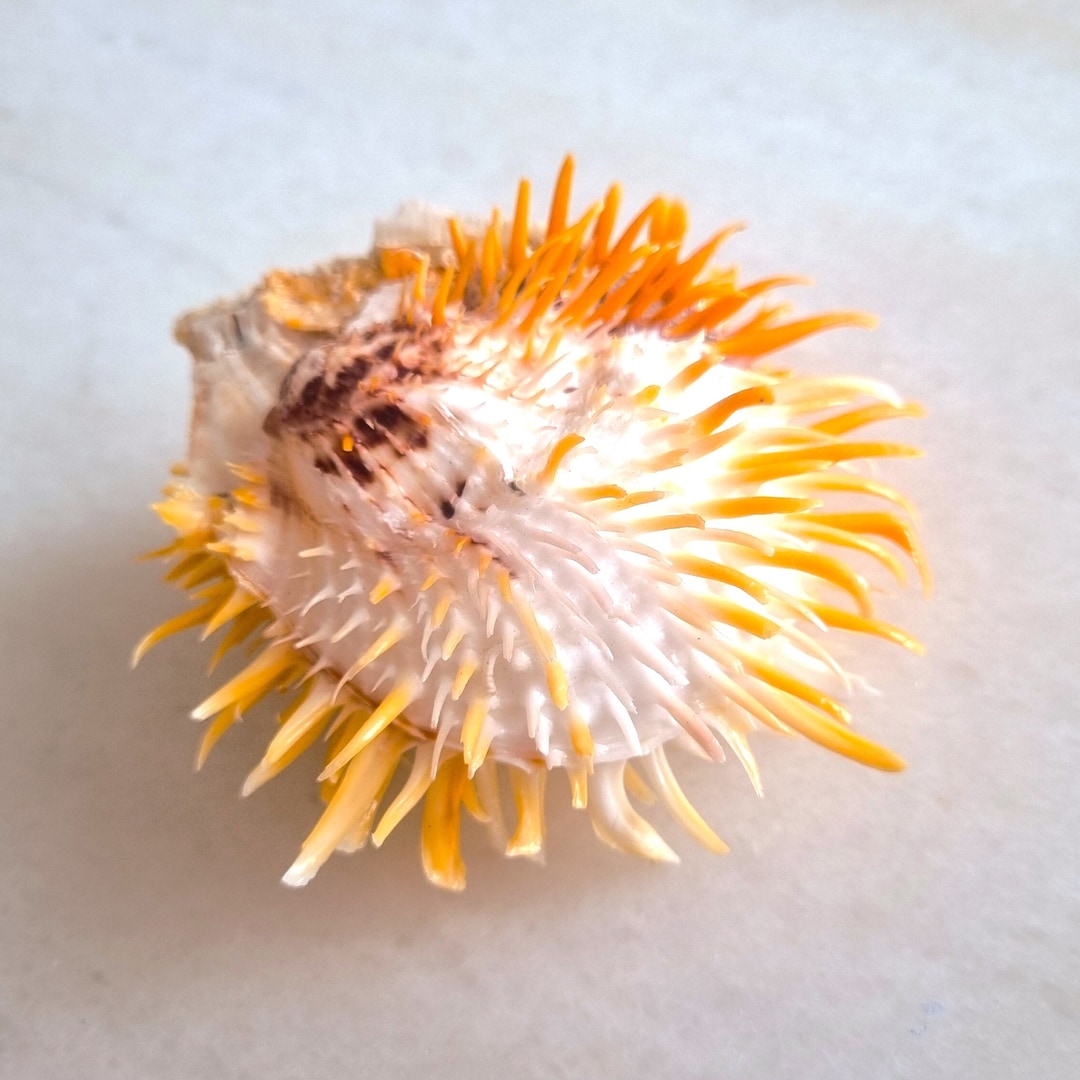 Seashell Spondylus Versicolor | Spondylidae | Thorny Oyster | Natural ...