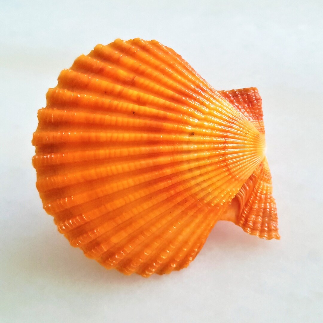 Seashell Pecten Mimachlamys Crassicostata | Pectinidae | Japanese Noble ...