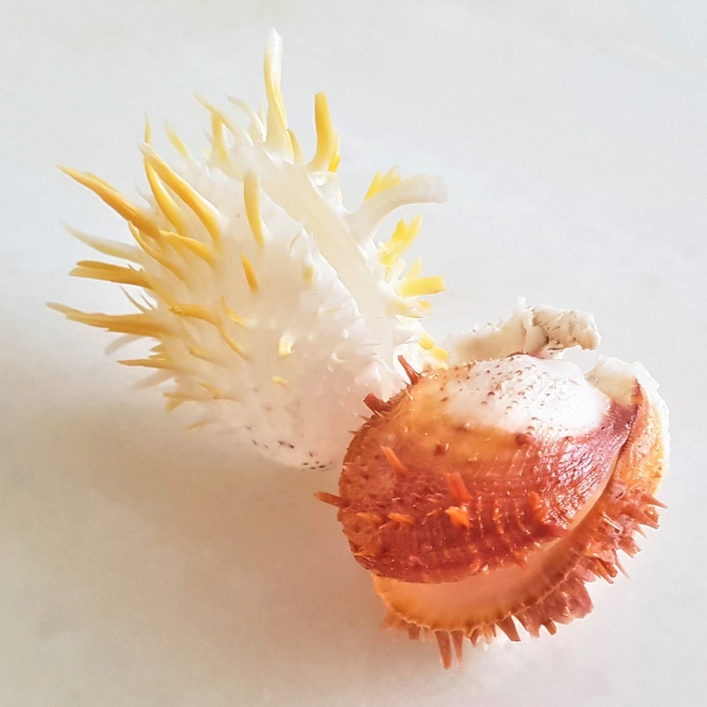 Seashell Spondylus Echinatus Zonalis & Fauroti | Spondylidae | Thorny ...