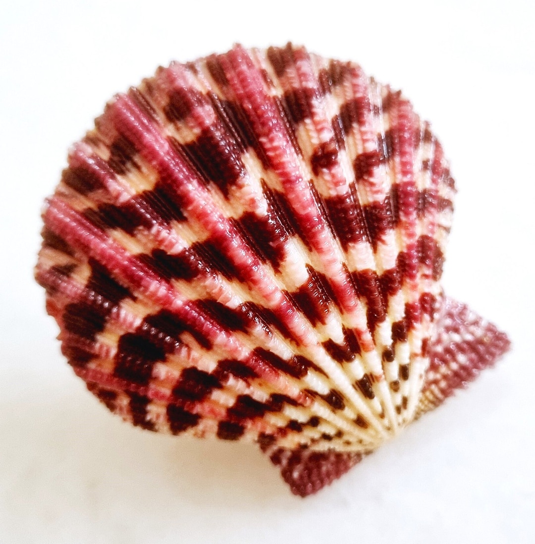 Seashell Pecten Pallium Pectinidae Royal Cloak Scallop Shell - Etsy