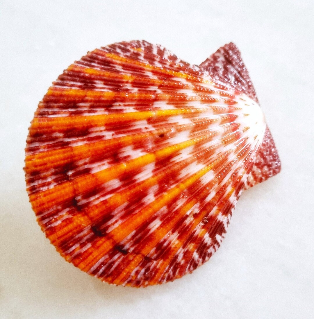 Seashell Pecten Pallium | Pectinidae | Royal Cloak Scallop | Scallop ...
