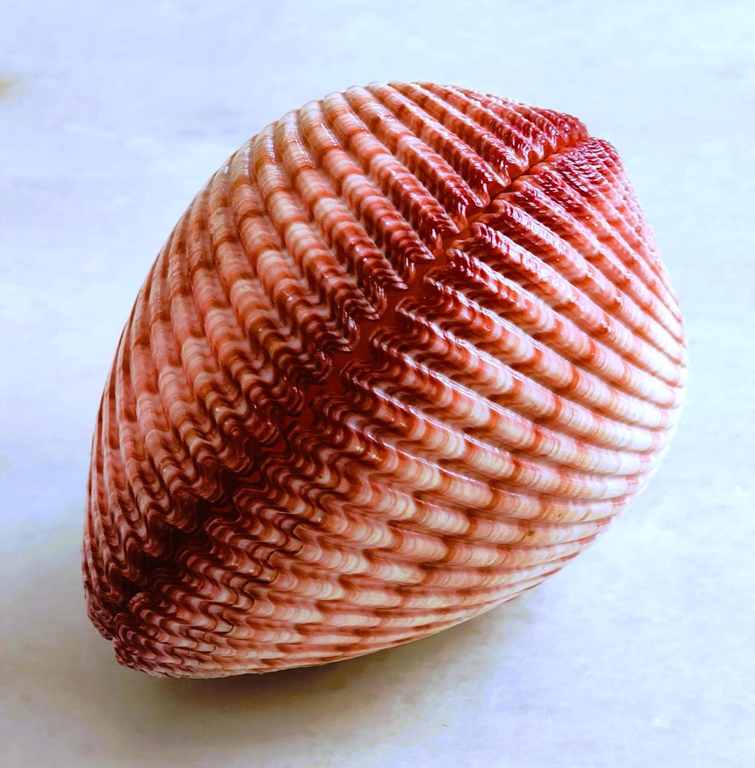 Seashell Plagiocardium Pseudolima | Cardiidae | Giant Heart Cockle ...
