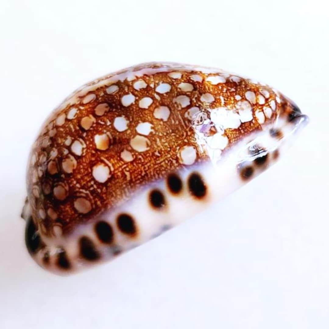 Seashell Cypraea Histrio | Cypraeidae | Harlequin Cowrie | Stage Cowrie ...