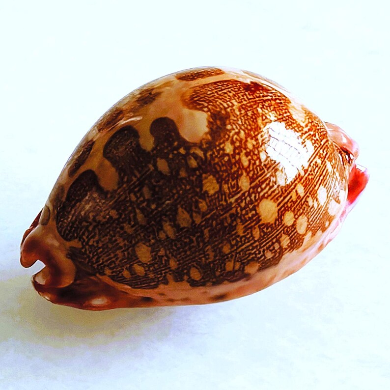 Seashell Cypraea Mappa Panerythra | Cypraeidae | Red Map Cowrie ...