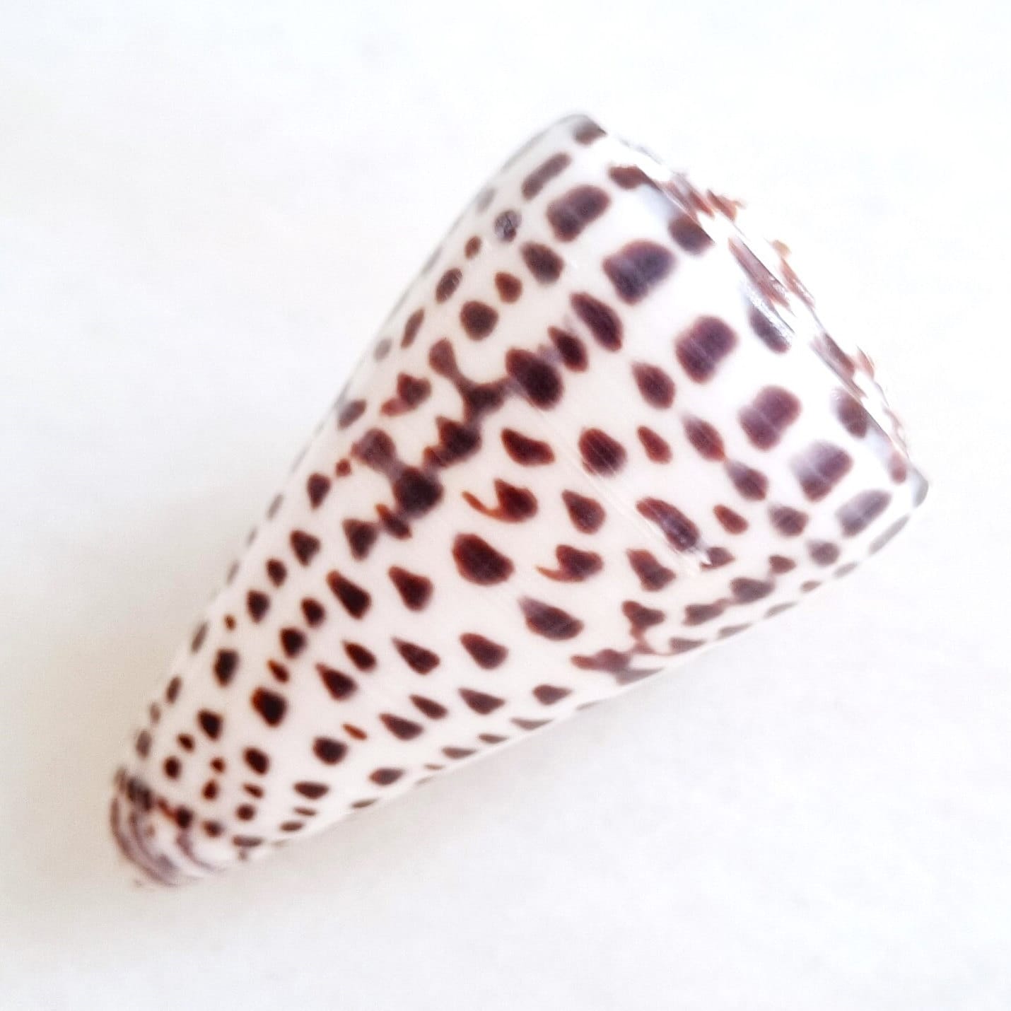 Seashell Conus Leopardus Conidae Leopard Cone Classic Pattern ASMR ...