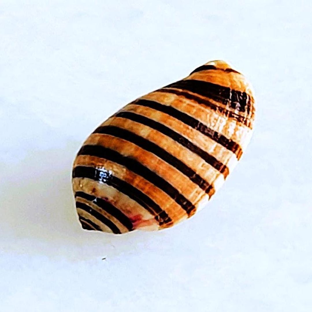 Seashell Vexilla Vexillum | Muricidae | Vexillum Rock Snail | Giant ...