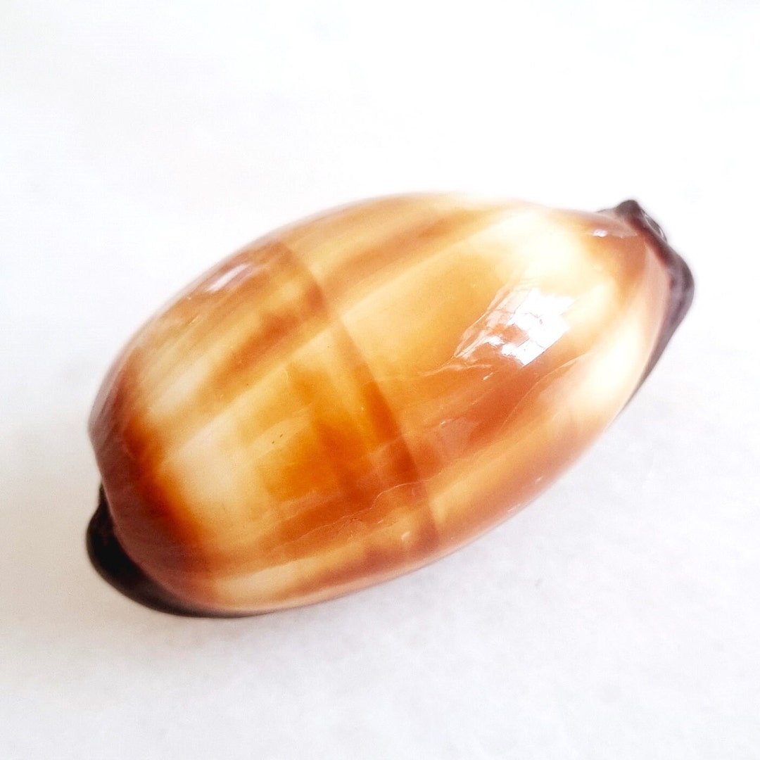 Seashell Cypraea Talpa Cypraeidae Mole Cowrie Chocolate Banded Cowrie ...