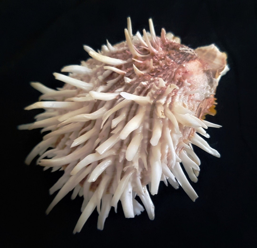 Seashell Spondylus Spectrum Spondylidae Thorny Oyster Natural History ...