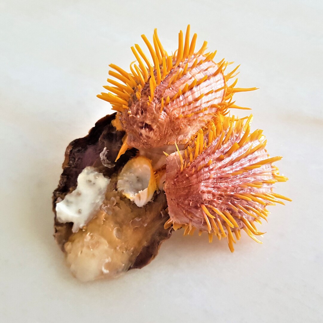 Seashell Spondylus Aurantius Spondylidae Thorny Oyster Cluster Natural ...