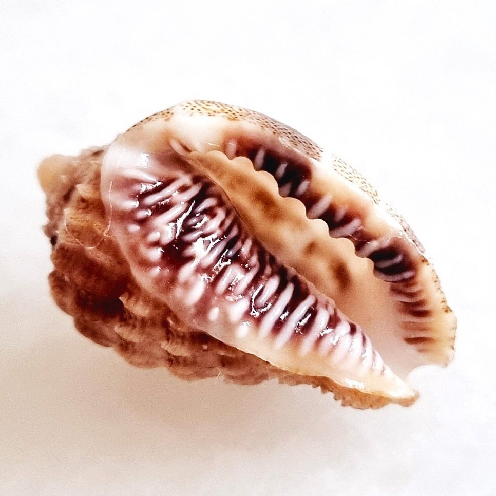 Seashell Morum Matthewsi Harpidae Matthew's Morum Exceptional Purple ...