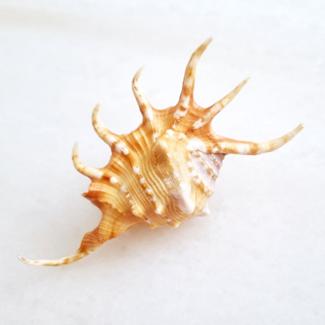 Seashell Lambis Crocata | Strombidae | Orange Spider Conch | Dwarf Male ...
