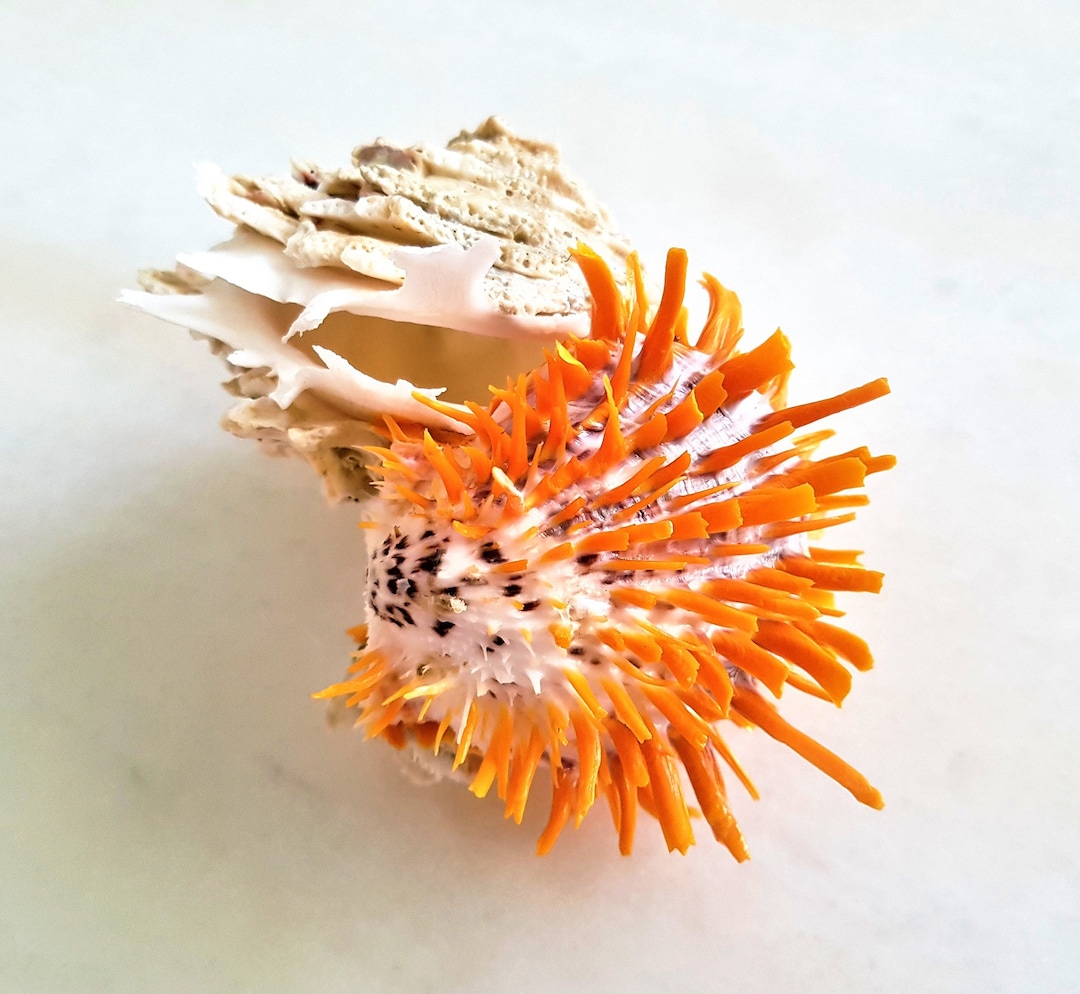 Seashell Spondylus Versicolor | Spondylidae | Thorny Oyster | Coral ...