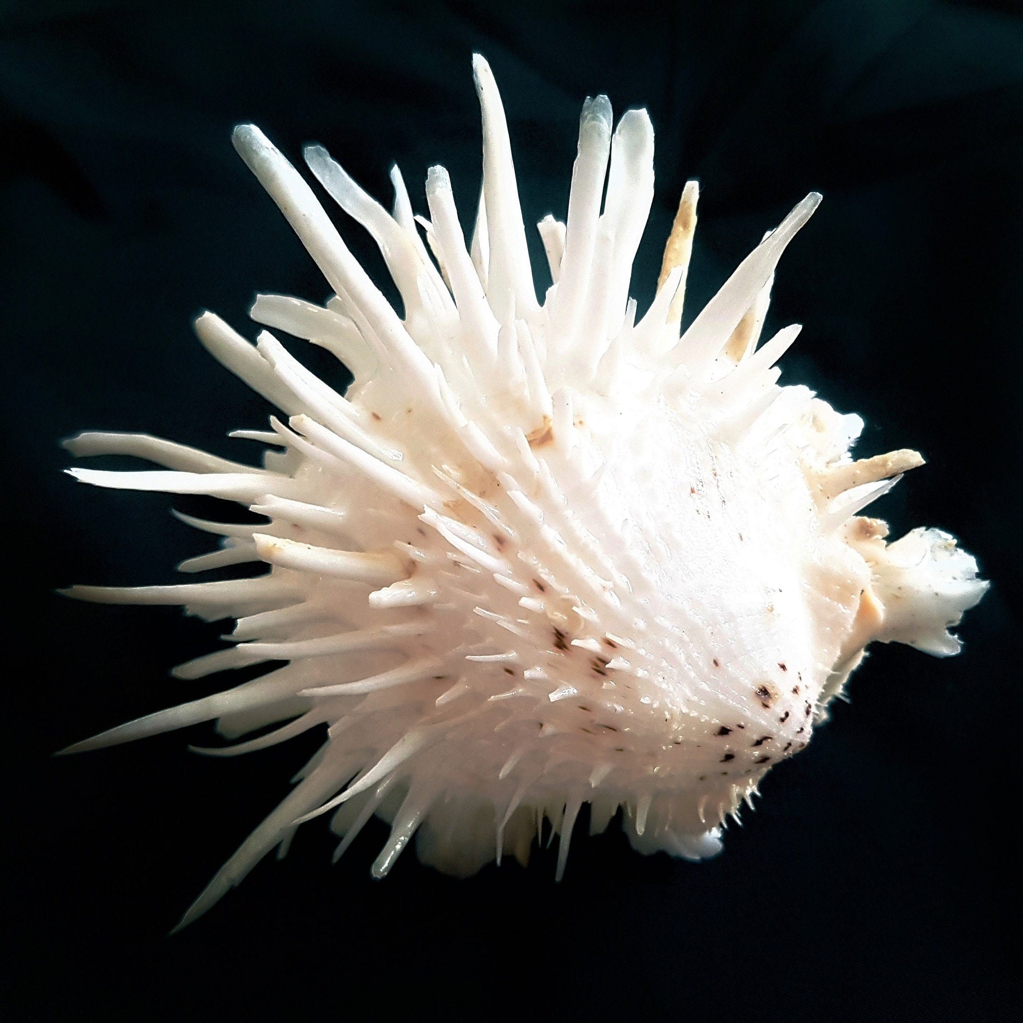 Seashell Spondylus Echinatus Spondylidae Thorny Oyster - Etsy