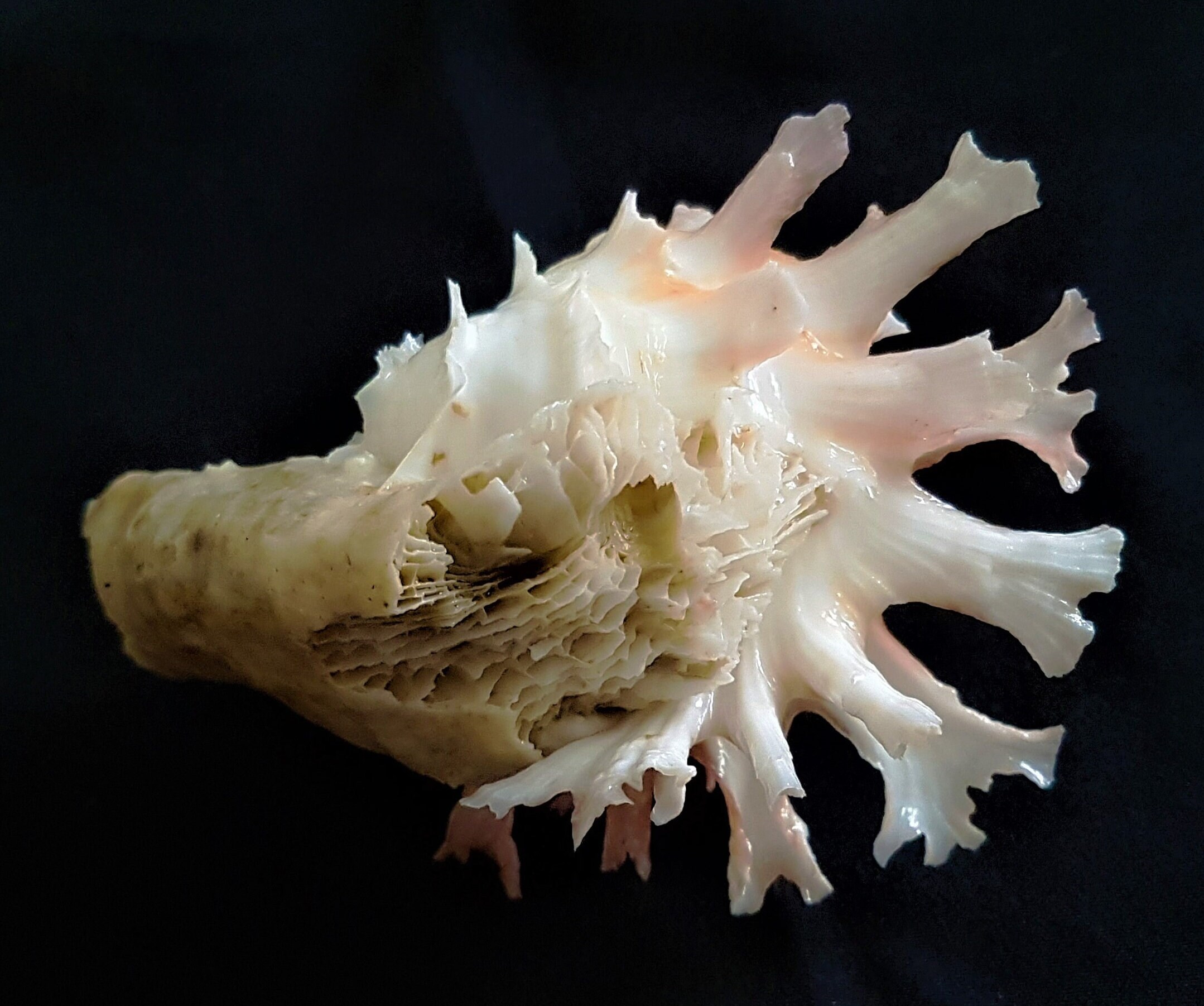 Seashell Chama Lazarus Chamidae Lazarus's Jewel Box Rare Andaman Sea ...