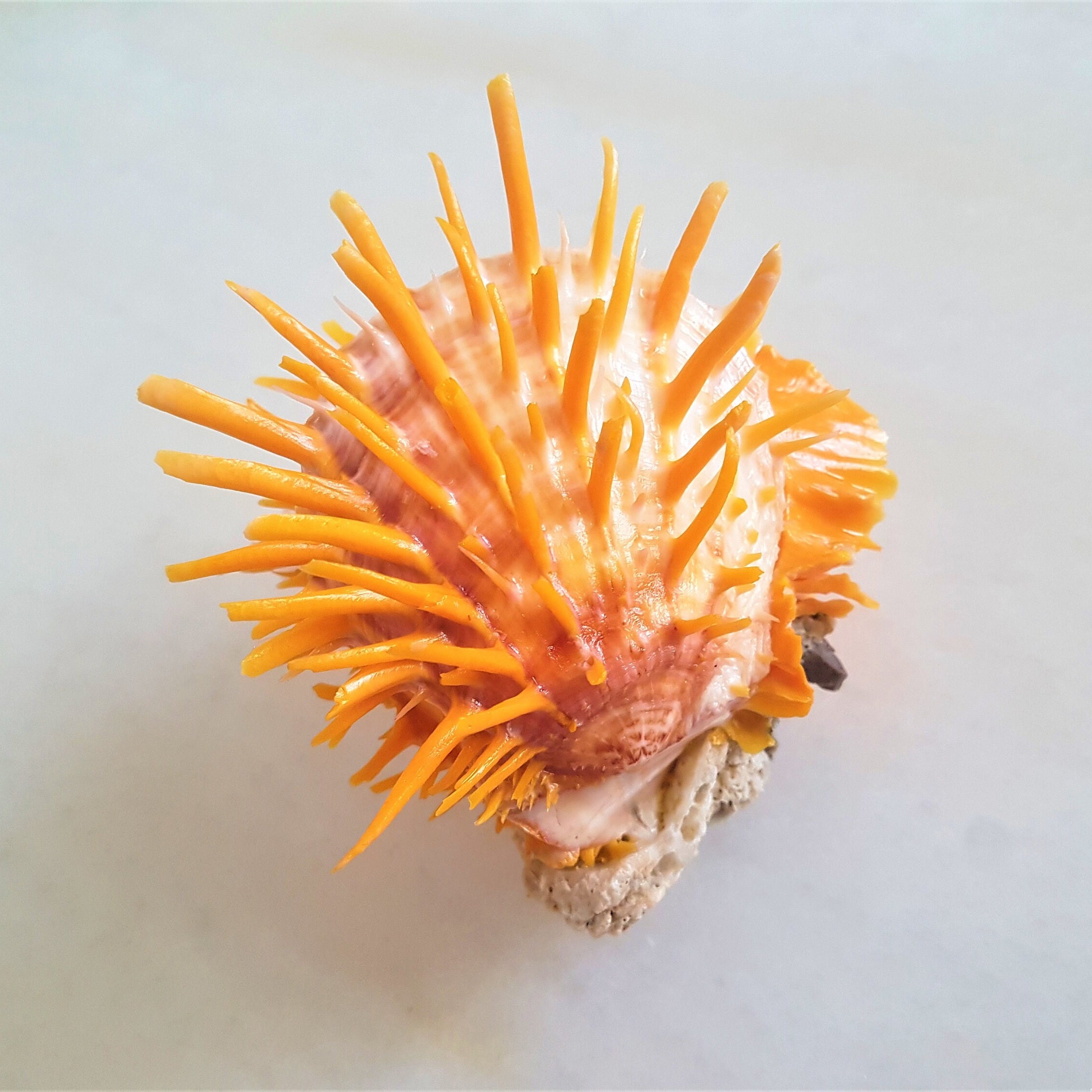 Seashell Spondylus Versicolor armadilloensis Natural History ...