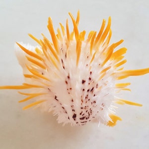 Seashell Spondylus Echinatus Zonalis | Spondylidae | Thorny Oyster ...