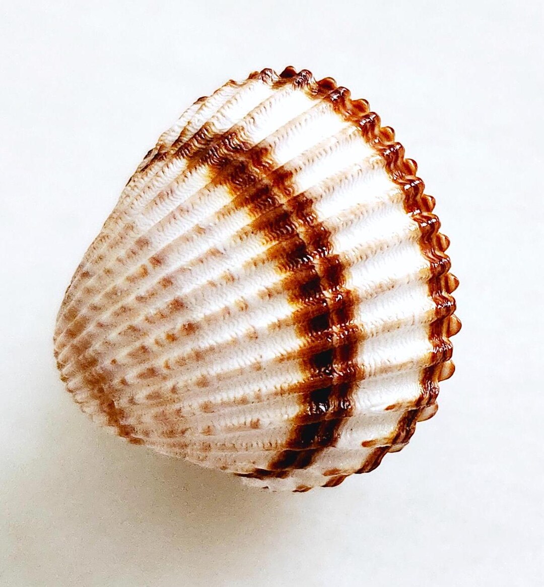 Seashell Acanthocardia Tuberculata | Cardiidae | Rough Cockle | Rare ...