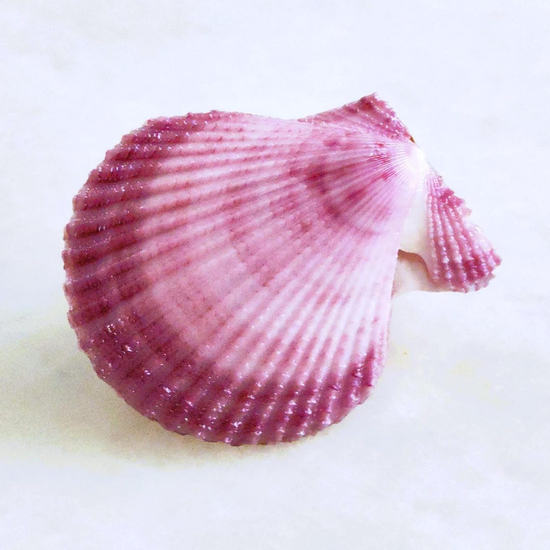 Seashell Mimachlamys Sanguinea | Pectinidae | Senatorial Scallop ...