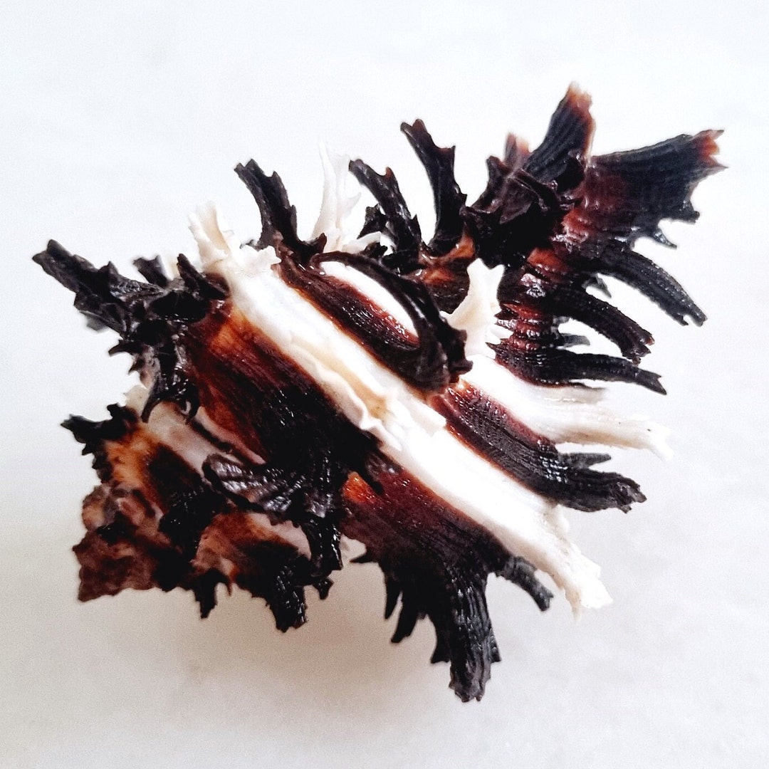 Seashell Hexaplex Cichoreum Muricidae Endive Murex Dwarf Male Aesthetic ...