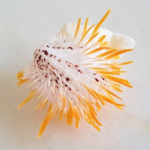Seashell Spondylus Echinatus Zonalis | Spondylidae | Thorny Oyster ...