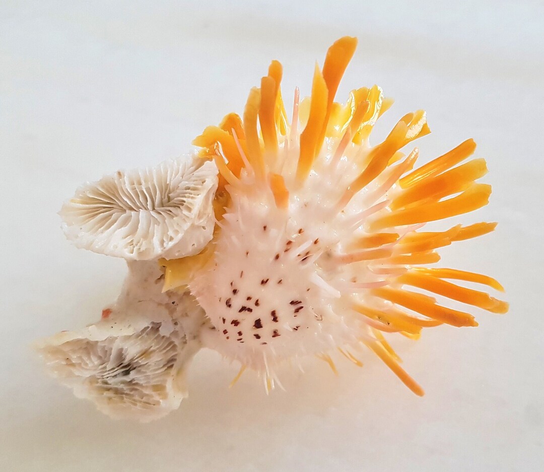 Seashell Spondylus Echinatus Zonalis | Spondylidae | Natural History ...