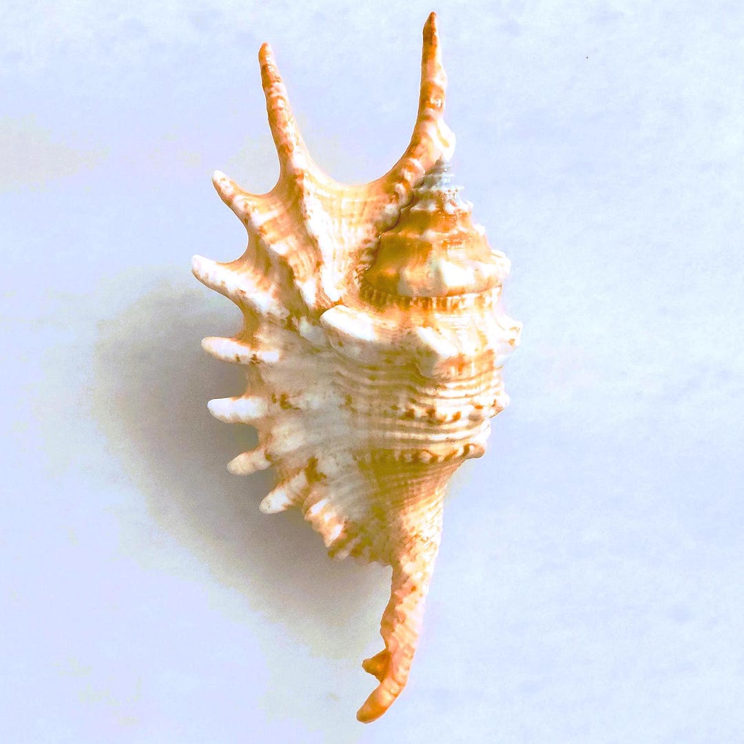Seashell Lambis Itsumiae | Strombidae | Itsumi's Spider Conch ...