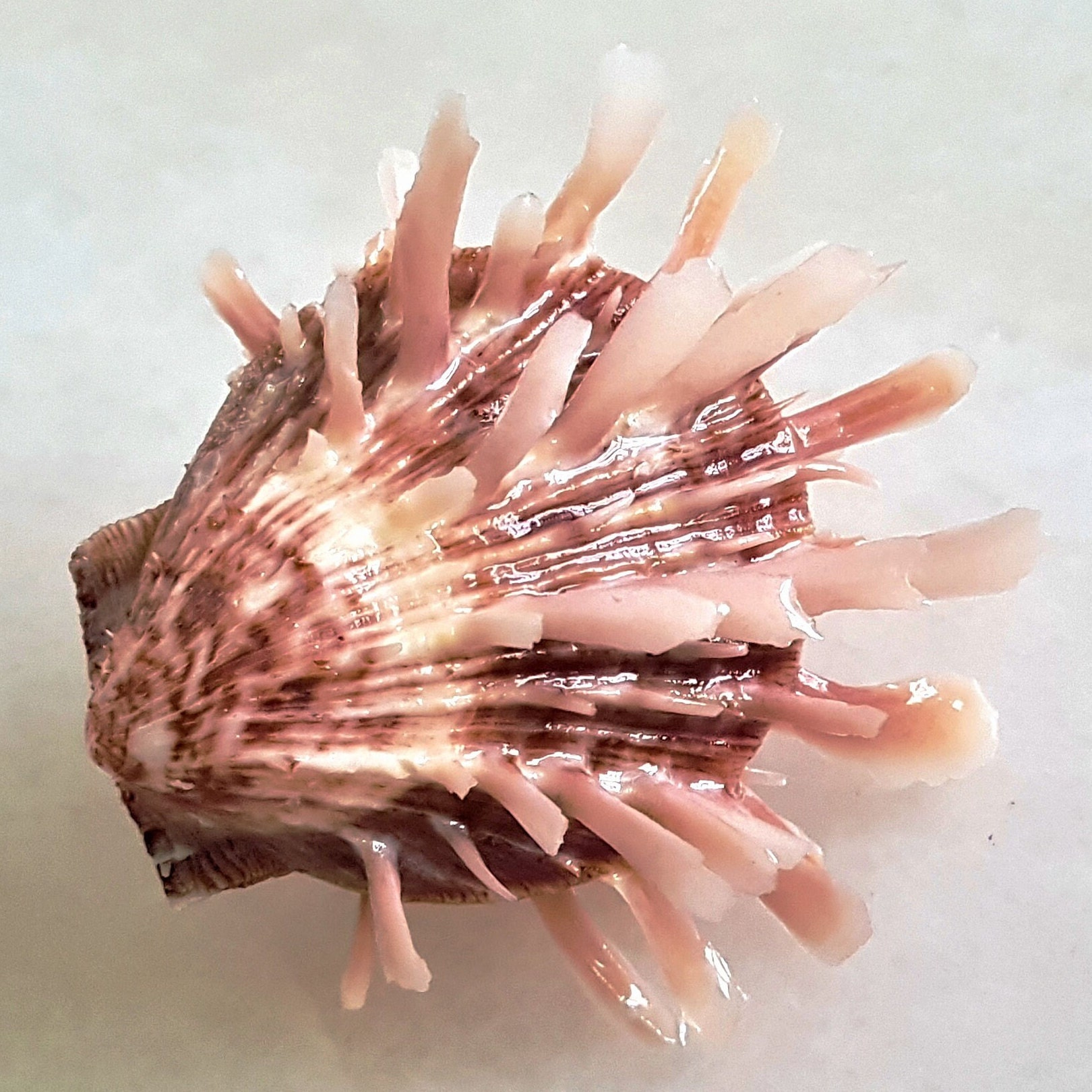Seashell Spondylus Variegatus Thorny Oyster Spondylidae Natural History ...