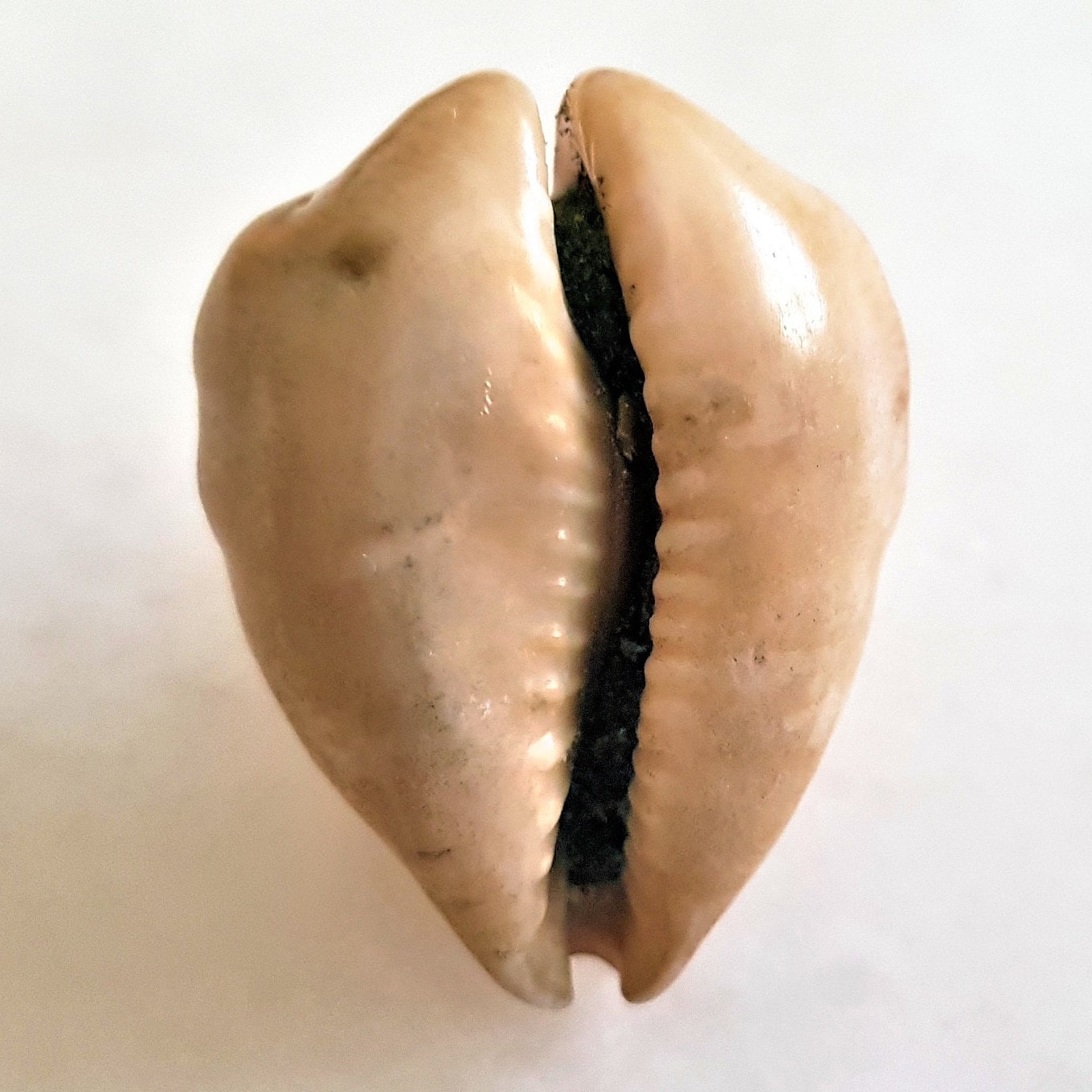 Seashell Fossil Cypraea Barycypraea Ovata Caputviperae - Etsy